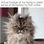 30 Funny Coffee Memes for an LOL Morning Chuckle